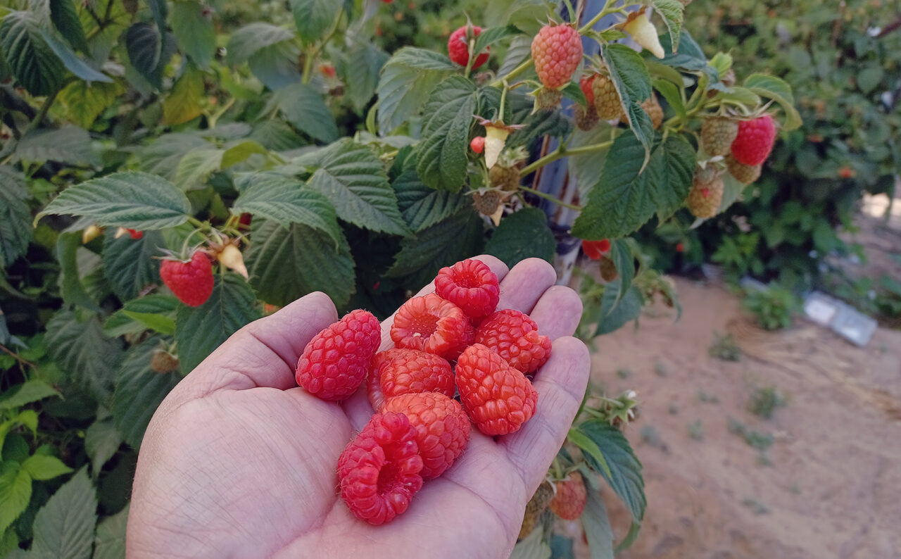 AG Pro Organics | Organic Fertilizer