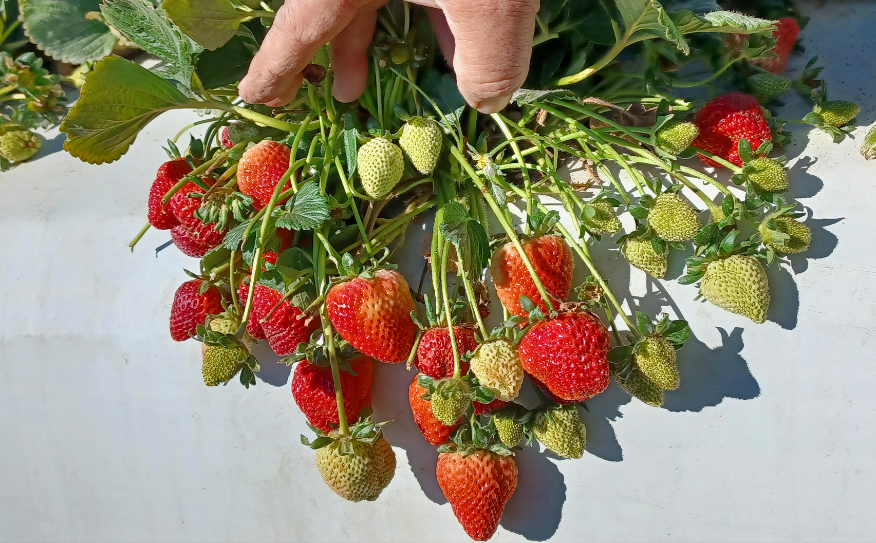 AG Pro Organics | Organic Fertilizer