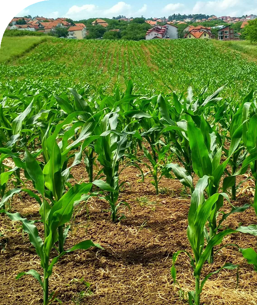 AG Pro Organics | Organic Fertilizer